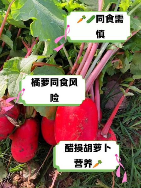 胡萝卜不能和什么一起吃_胡萝卜相克食物有哪些-第2张图片-山城妙识