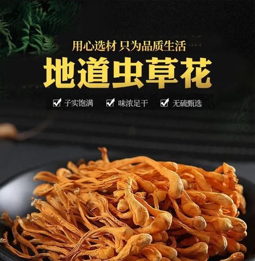 蛹虫草的功效与作用_蛹虫草怎么吃效果最好-第3张图片-山城妙识