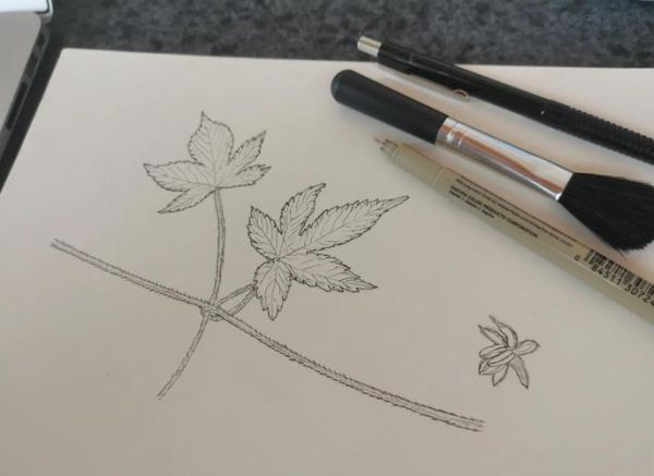 葎草图片_如何识别葎草-第2张图片-山城妙识 葎草图片_如何识别葎草-第2张图片-山城妙识