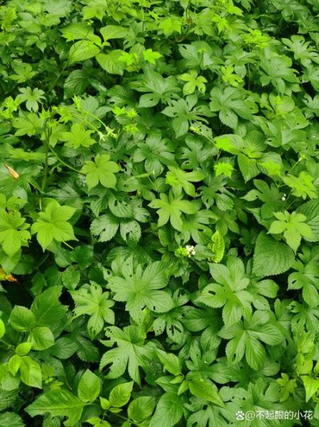 葎草图片_如何识别葎草-第3张图片-山城妙识 葎草图片_如何识别葎草-第3张图片-山城妙识