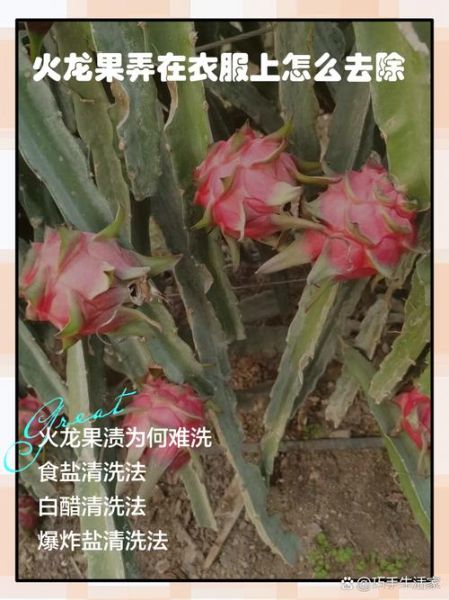 火龙果汁怎么洗_火龙果汁弄到衣服上怎么办-第3张图片-山城妙识 火龙果汁怎么洗_火龙果汁弄到衣服上怎么办-第3张图片-山城妙识