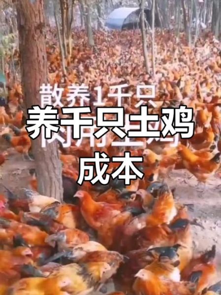 养1000只土鸡一年收入_土鸡养殖利润分析-第1张图片-山城妙识