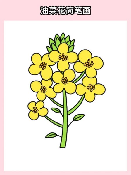 花菜简笔画怎么画_花菜简笔画图片大全-第3张图片-山城妙识