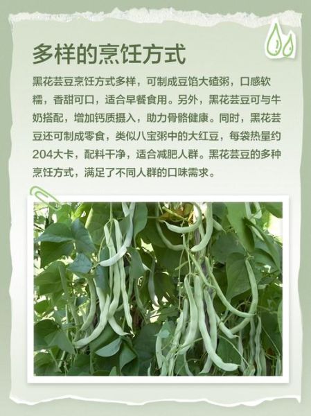 大黑花芸豆的功效与作用_怎么吃最有效-第1张图片-山城妙识 大黑花芸豆的功效与作用_怎么吃最有效-第1张图片-山城妙识