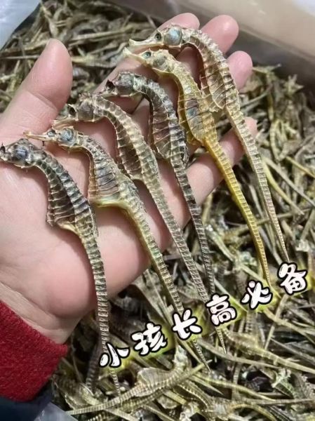 海龙的功效与作用价格_海龙多少钱一克-第1张图片-山城妙识