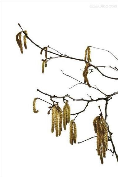 榛子树图片_如何辨别雌雄花-第3张图片-山城妙识