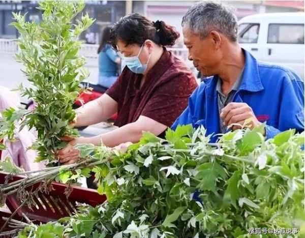 艾叶水洗下身禁忌_孕妇能用吗-第3张图片-山城妙识