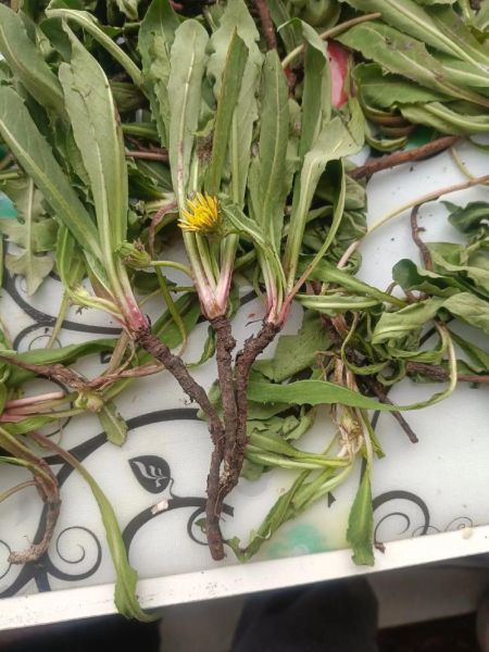 蒲公英怎么晒干_蒲公英晒干后怎么保存-第2张图片-山城妙识