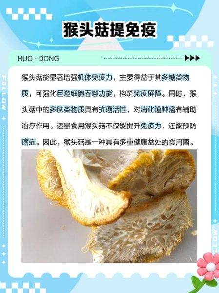 新鲜猴头菇怎么吃最好_新鲜猴头菇的功效与作用-第3张图片-山城妙识