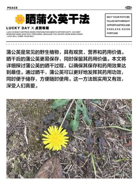 蒲公英怎么晒干_蒲公英晒干后怎么保存-第3张图片-山城妙识