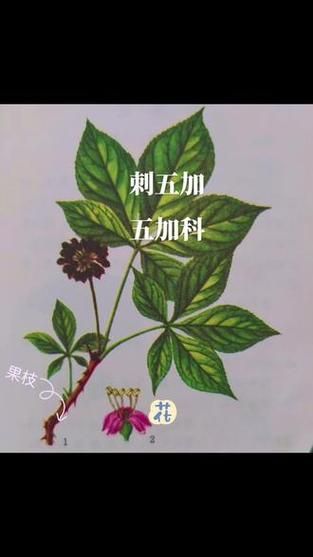 五加皮树图片长什么样_五加皮树和刺五加区别-第3张图片-山城妙识 五加皮树图片长什么样_五加皮树和刺五加区别-第3张图片-山城妙识