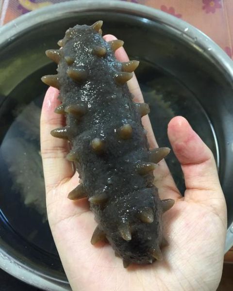 鲜海参怎么泡发最好_海参泡发全过程-第1张图片-山城妙识 鲜海参怎么泡发最好_海参泡发全过程-第1张图片-山城妙识
