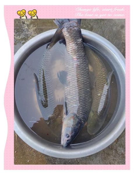 草鱼怎么腌制入味_草鱼腌制多久才够味-第2张图片-山城妙识 草鱼怎么腌制入味_草鱼腌制多久才够味-第2张图片-山城妙识