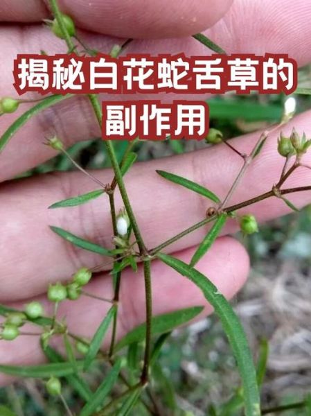 百花蛇舌草的功效与作用_百花蛇舌草能长期喝吗-第1张图片-山城妙识