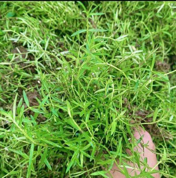 百花蛇舌草的功效与作用_百花蛇舌草能长期喝吗-第3张图片-山城妙识