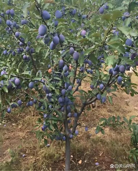 西梅是什么季节的水果_西梅几月份成熟-第1张图片-山城妙识 西梅是什么季节的水果_西梅几月份成熟-第1张图片-山城妙识