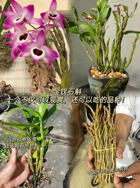 金钗石斛怎么吃_金钗石斛的正确吃法-第3张图片-山城妙识