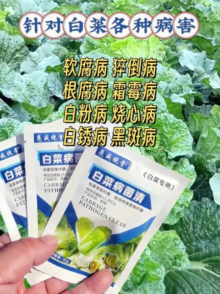 白菜根肿病怎么防治_白菜根肿病用什么药-第1张图片-山城妙识