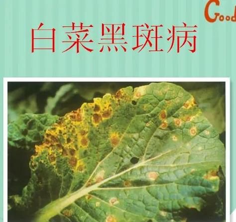 白菜根肿病怎么防治_白菜根肿病用什么药-第3张图片-山城妙识