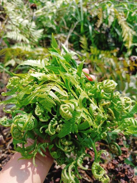 蕨菜致癌是真的吗_蕨菜的功效与作用及危害-第3张图片-山城妙识