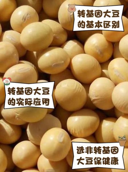 转基因大豆和非转基因大豆的区别_哪个更安全-第3张图片-山城妙识 转基因大豆和非转基因大豆的区别_哪个更安全-第3张图片-山城妙识