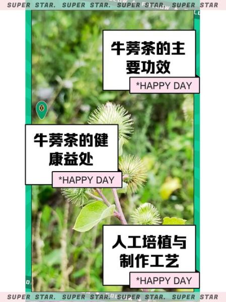 牛蒡茶的功效与副作用_长期喝安全吗-第2张图片-山城妙识 牛蒡茶的功效与副作用_长期喝安全吗-第2张图片-山城妙识