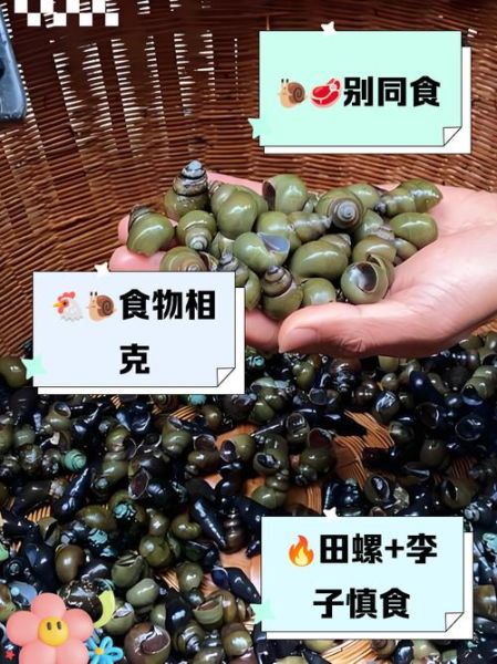 田螺到底能不能吃_吃田螺有哪些禁忌-第1张图片-山城妙识