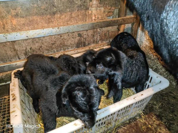 黑山羊幼崽是什么_如何饲养黑山羊幼崽-第1张图片-山城妙识