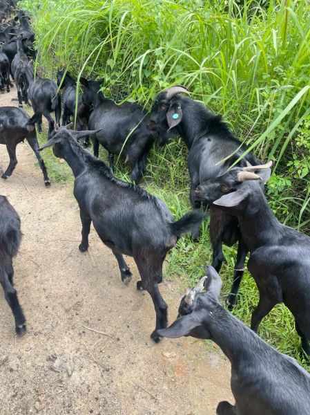 黑山羊幼崽是什么_如何饲养黑山羊幼崽-第2张图片-山城妙识