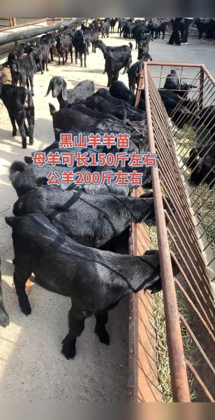黑山羊幼崽是什么_如何饲养黑山羊幼崽-第3张图片-山城妙识