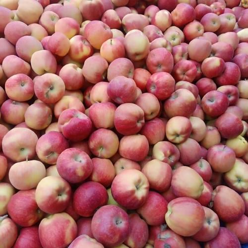 蛇果多少钱一斤_蛇果价格行情-第1张图片-山城妙识