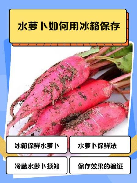 水萝卜怎么保存时间长_水萝卜生吃还是熟吃好-第1张图片-山城妙识