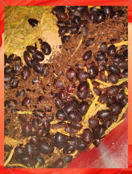 特种养殖有哪些项目_特种养殖什么最赚钱-第2张图片-山城妙识