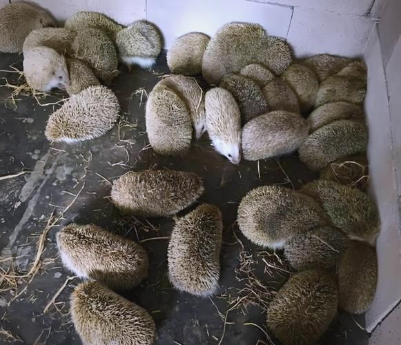 特种养殖有哪些项目_特种养殖什么最赚钱-第3张图片-山城妙识