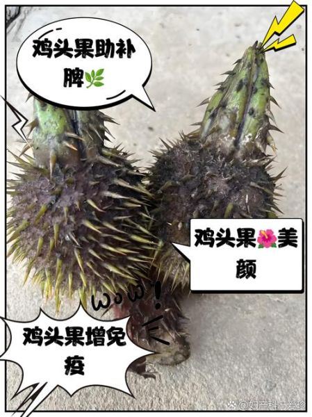 鸡头果的功效与作用_鸡头果怎么吃效果最好-第2张图片-山城妙识