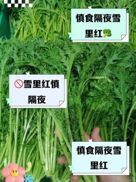 雪里红用开水烫一晚上_会不会坏-第2张图片-山城妙识