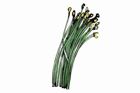 韭菜简笔画怎么画_韭菜图片简笔画教程-第3张图片-山城妙识