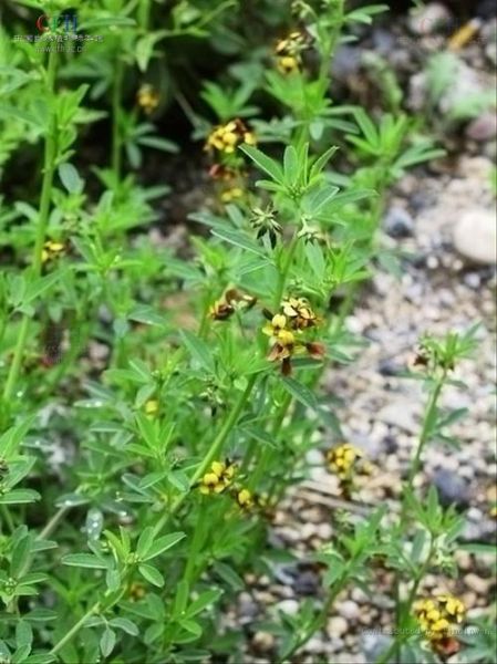 野苜蓿草图片大全_野苜蓿草长什么样-第1张图片-山城妙识