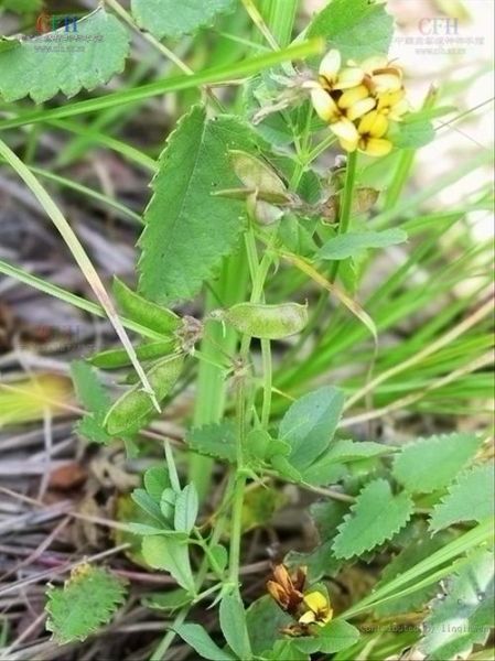 野苜蓿草图片大全_野苜蓿草长什么样-第3张图片-山城妙识