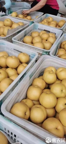 丰水梨和皇冠梨哪个好吃_丰水梨和皇冠梨的区别-第1张图片-山城妙识