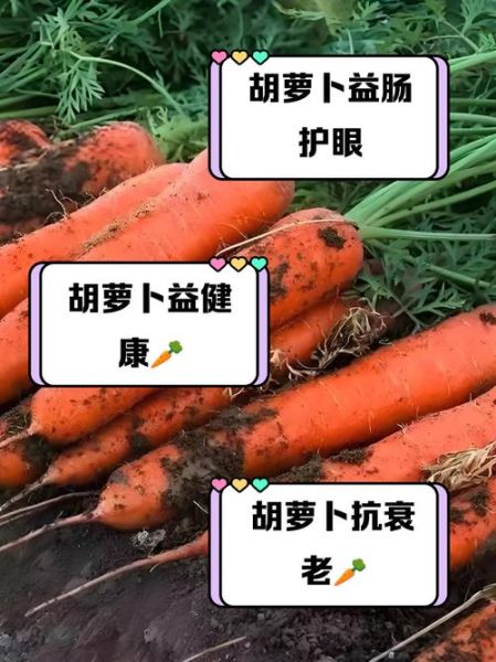 胡萝卜的营养价值_胡萝卜的功效与作用-第3张图片-山城妙识