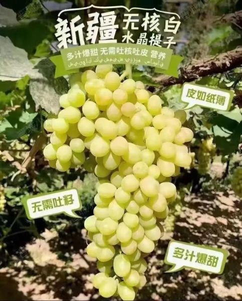 马奶提的营养价值_马奶提的功效与作用-第1张图片-山城妙识