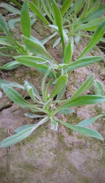 面条菜长什么样_面条菜生长过程图片大全-第1张图片-山城妙识 面条菜长什么样_面条菜生长过程图片大全-第1张图片-山城妙识