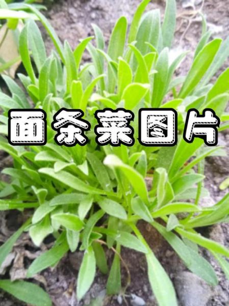 面条菜长什么样_面条菜生长过程图片大全-第2张图片-山城妙识 面条菜长什么样_面条菜生长过程图片大全-第2张图片-山城妙识