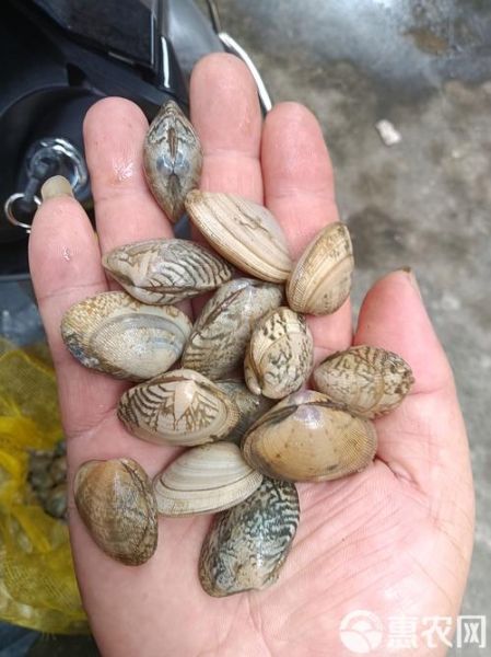 蛤蜊和花甲一样吗_花甲和蛤蜊的区别-第2张图片-山城妙识