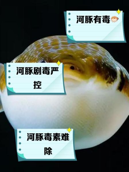 吃河豚几个小时没死就安全_河豚中毒潜伏期多久-第1张图片-山城妙识 吃河豚几个小时没死就安全_河豚中毒潜伏期多久-第1张图片-山城妙识