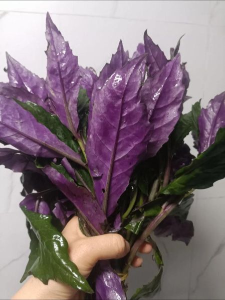 血皮菜图片_血皮菜的功效与作用-第2张图片-山城妙识