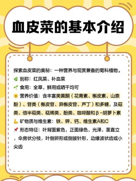 血皮菜图片_血皮菜的功效与作用-第3张图片-山城妙识