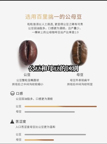 可可豆和咖啡豆的区别_可可豆和咖啡豆一样吗-第1张图片-山城妙识