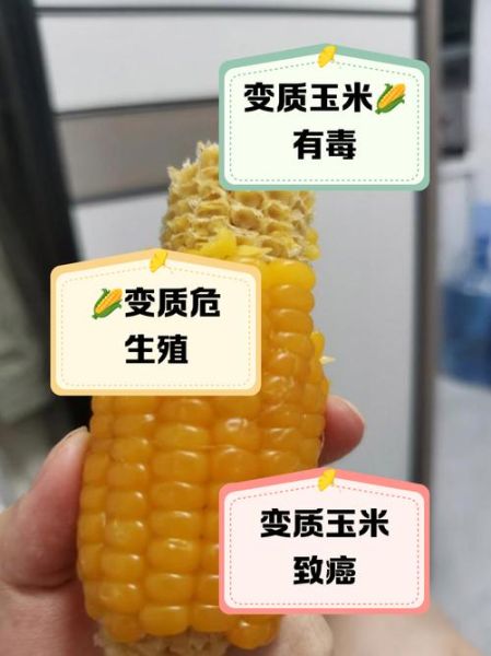 玉米馊了还能吃吗_玉米变质多久会中毒-第2张图片-山城妙识 玉米馊了还能吃吗_玉米变质多久会中毒-第2张图片-山城妙识
